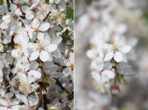 How To Learn Aperture for Photography? Understanding Aperture ...